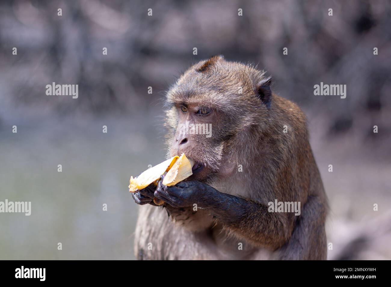 Funny macaque monkey with dirty paws eats banana. Selective focus ...