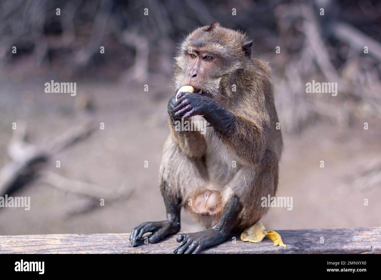 Funny macaque monkey eats a banana sitting on railing. Paws in mud ...