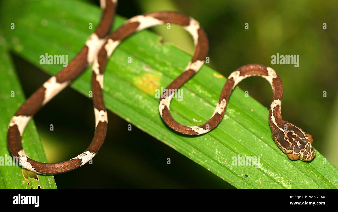 Blunthead Tree Snake, Imantodes cenchoa, Tropical Rainforest, Napo ...