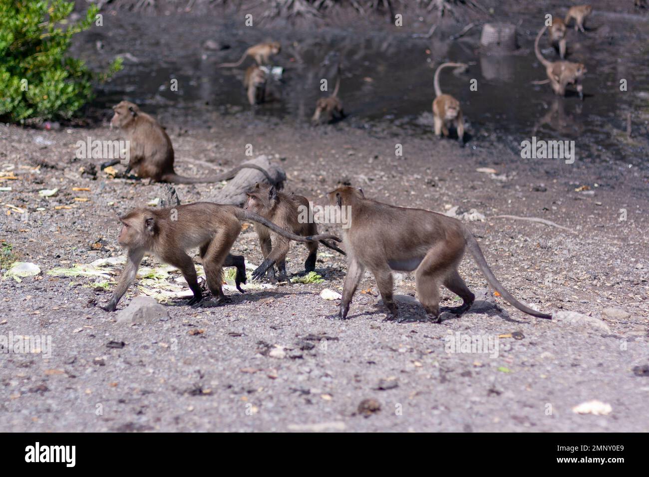 Group of macaque monkeys walk on ground with mud in background ...