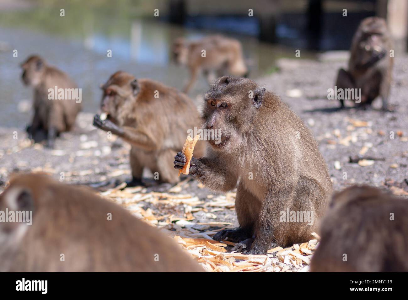 Macaque monkey holds crust of bread in its paw among other monkeys ...