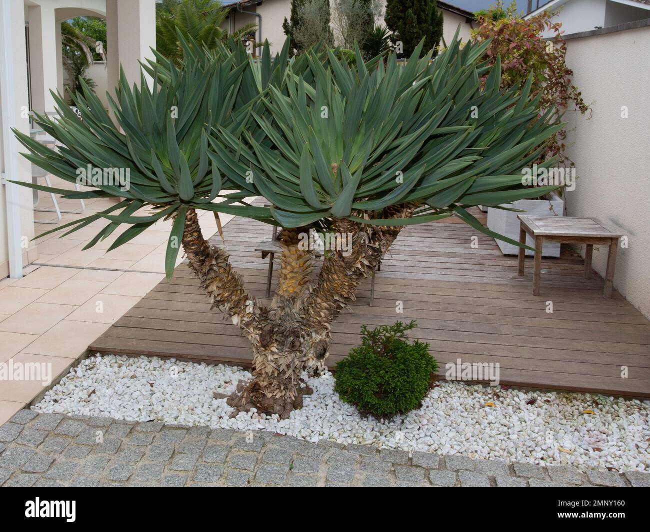 Little palm tree in the garden home Stock Photo - Alamy