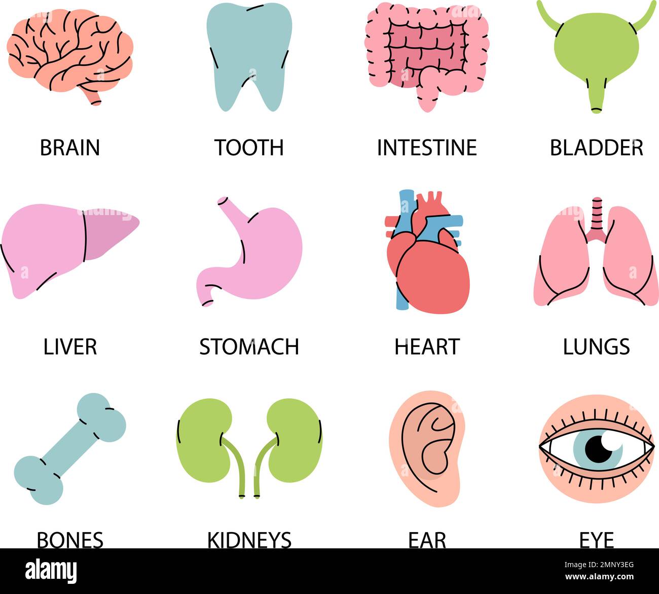 Human organs icons with descriptions. Brain, tooth, ear, intestines ...