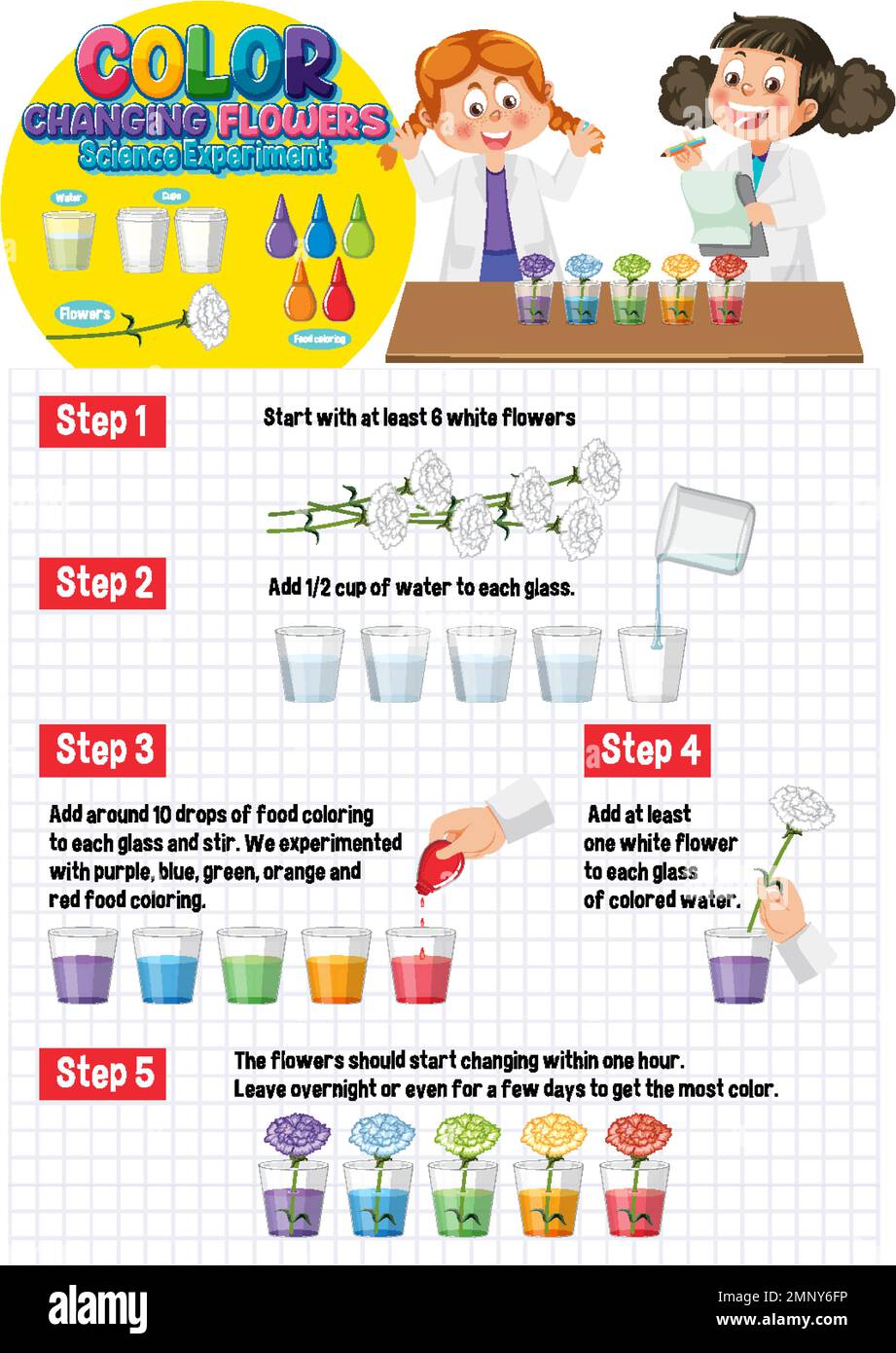 Color Changing Flowers Science Experiment illustration Stock Vector ...