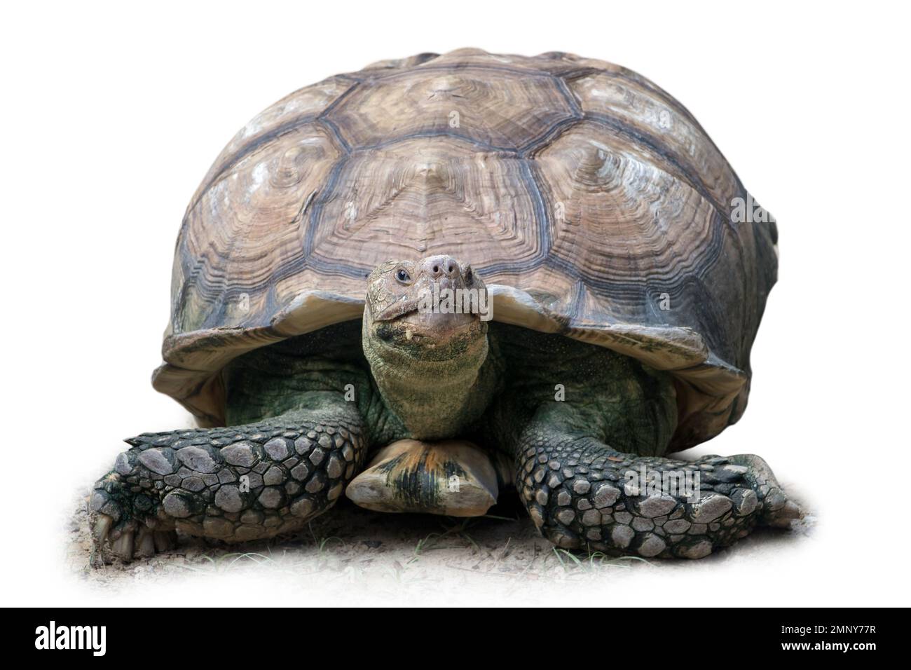 A big turtle on a white background Stock Photo - Alamy