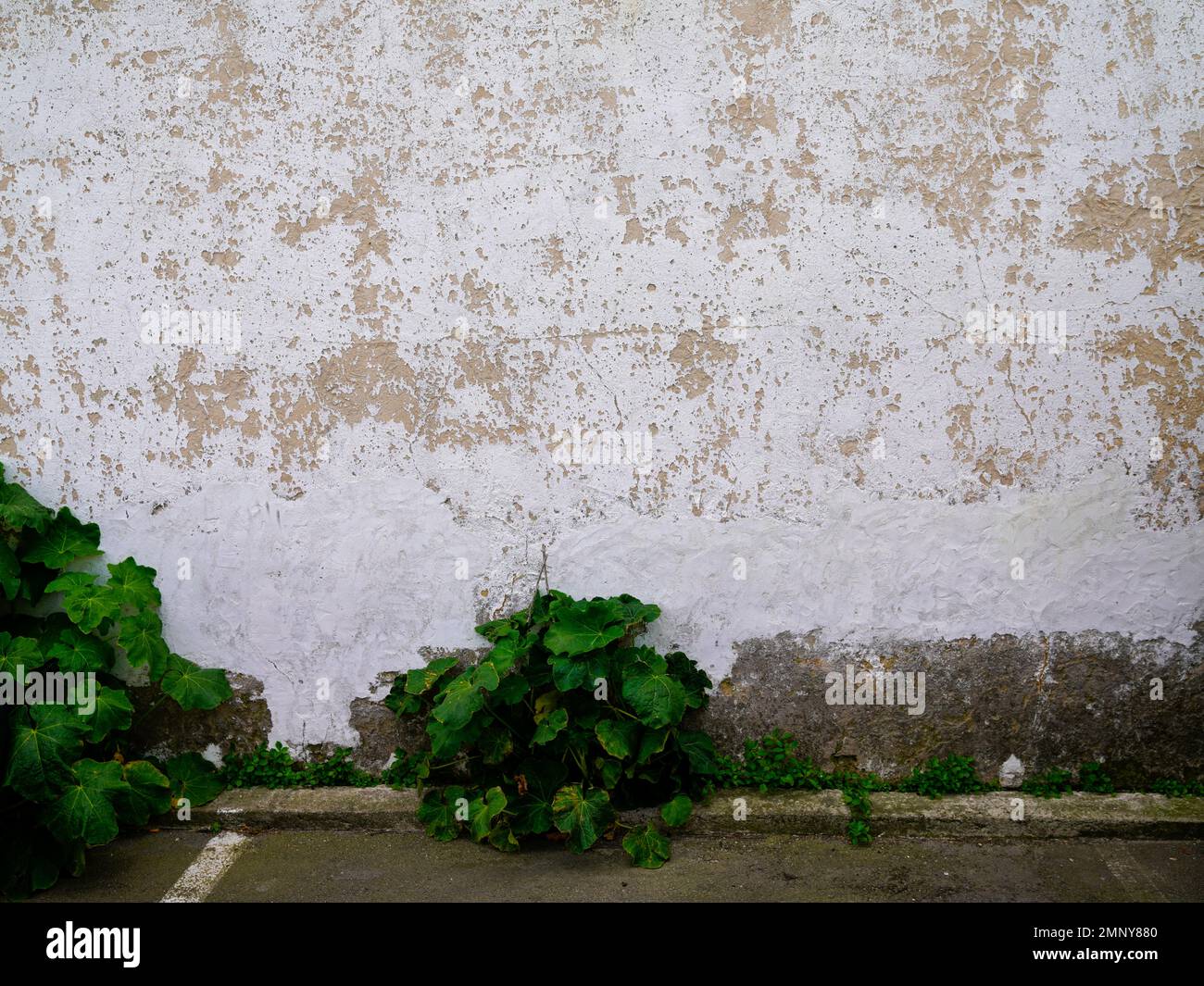 white plaster cement wall at the edge of the street with wild grass ...