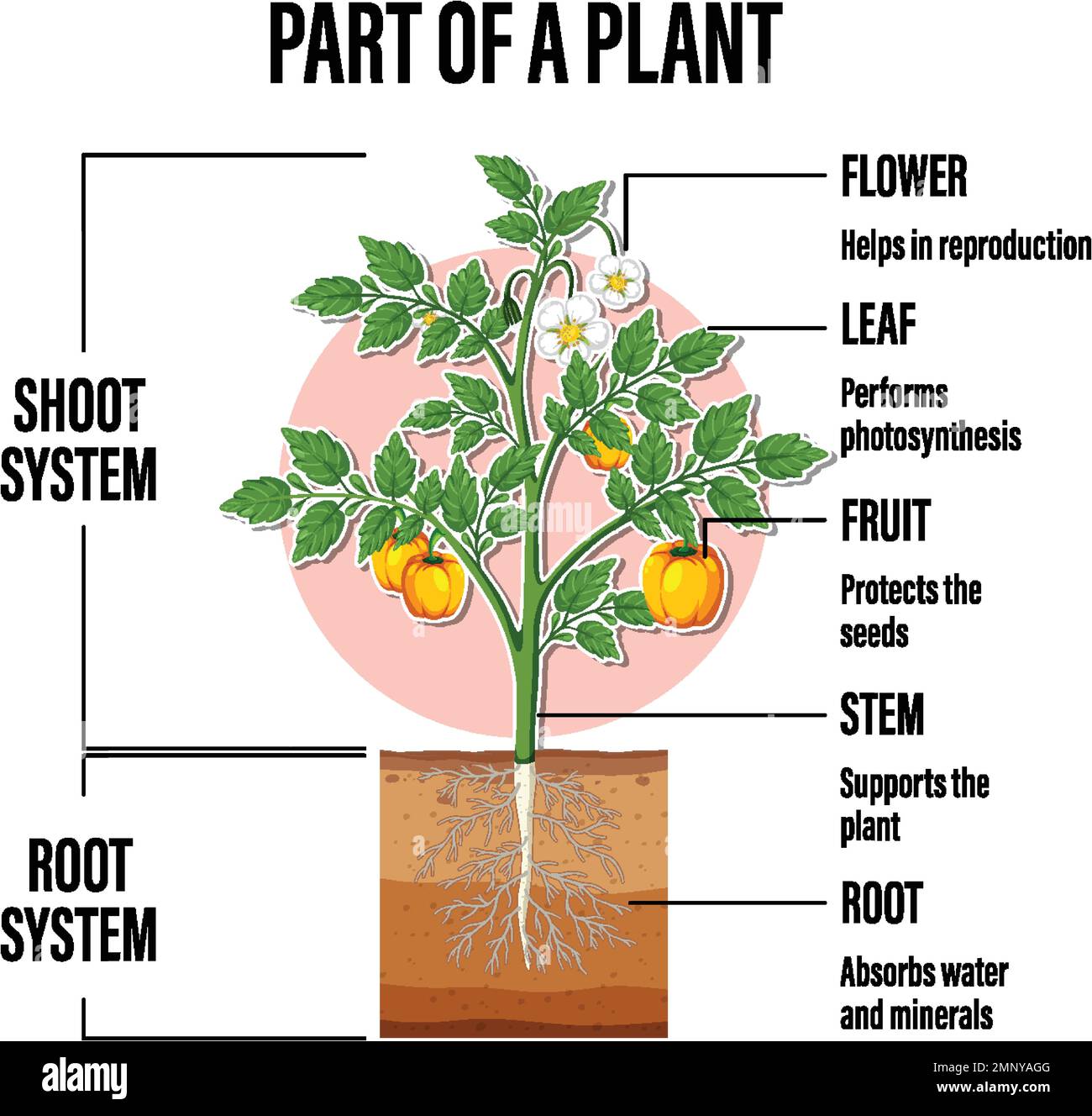 Parts Of A Plant And Their Functions (With Diagram), 52% OFF Parts Of A Plant And Their Functions (With Diagram), 52% OFF