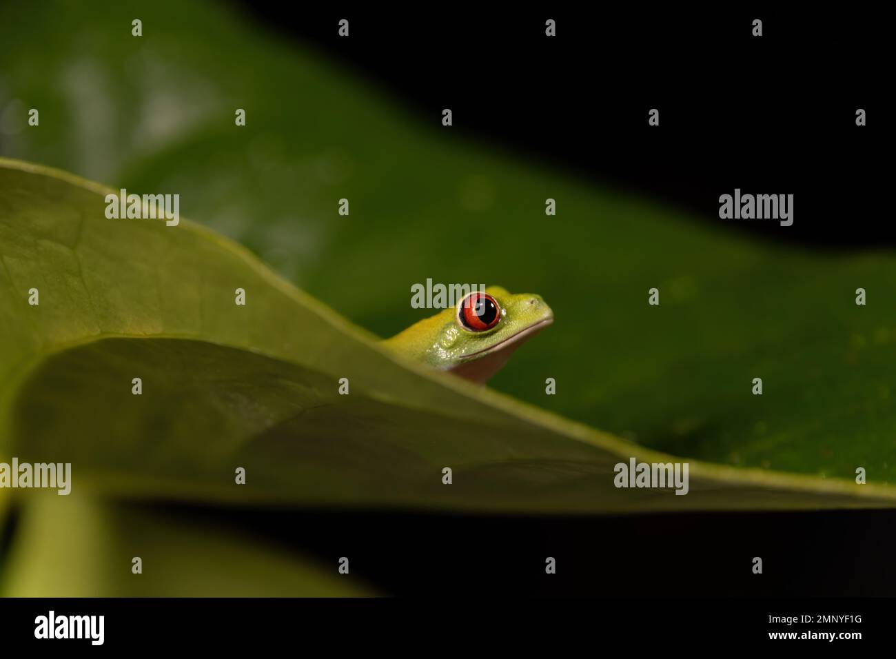 A tiny red eyed tree frog (Agalychnis callidrias ) side on over the ...