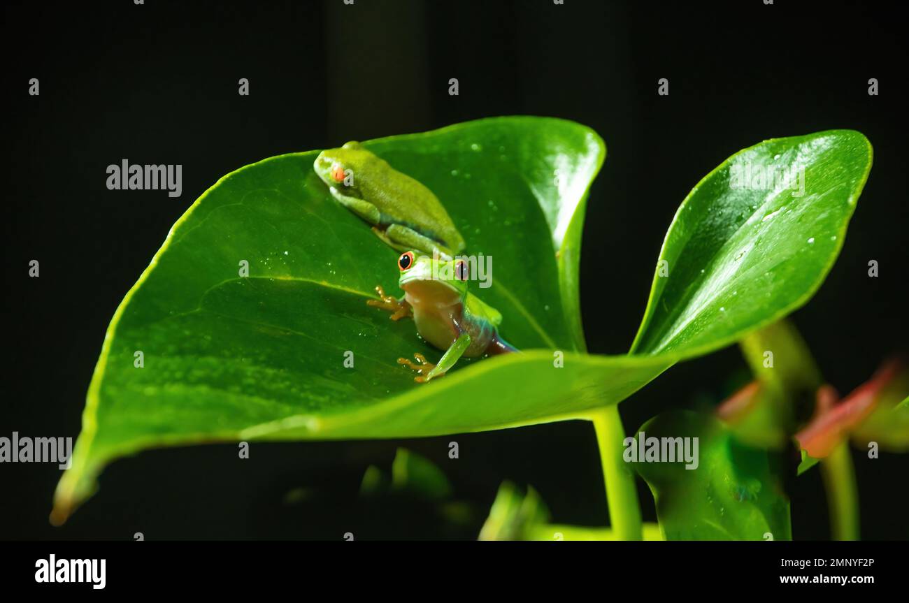 Two tiny red eye tree frogs (Agalychnis callidrias ) on a leaf - one is ...