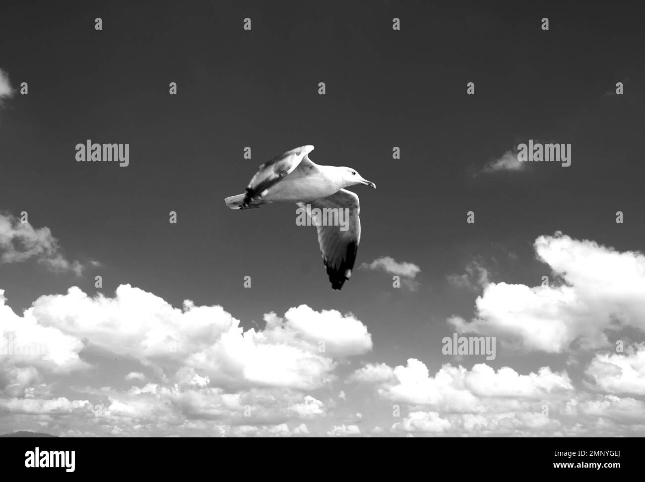 Sea animal Black and White Stock Photos & Images - Alamy