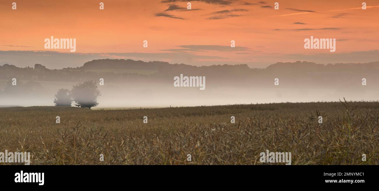 Harvest is soon to come. A series of photos of corn fields at sunset ...