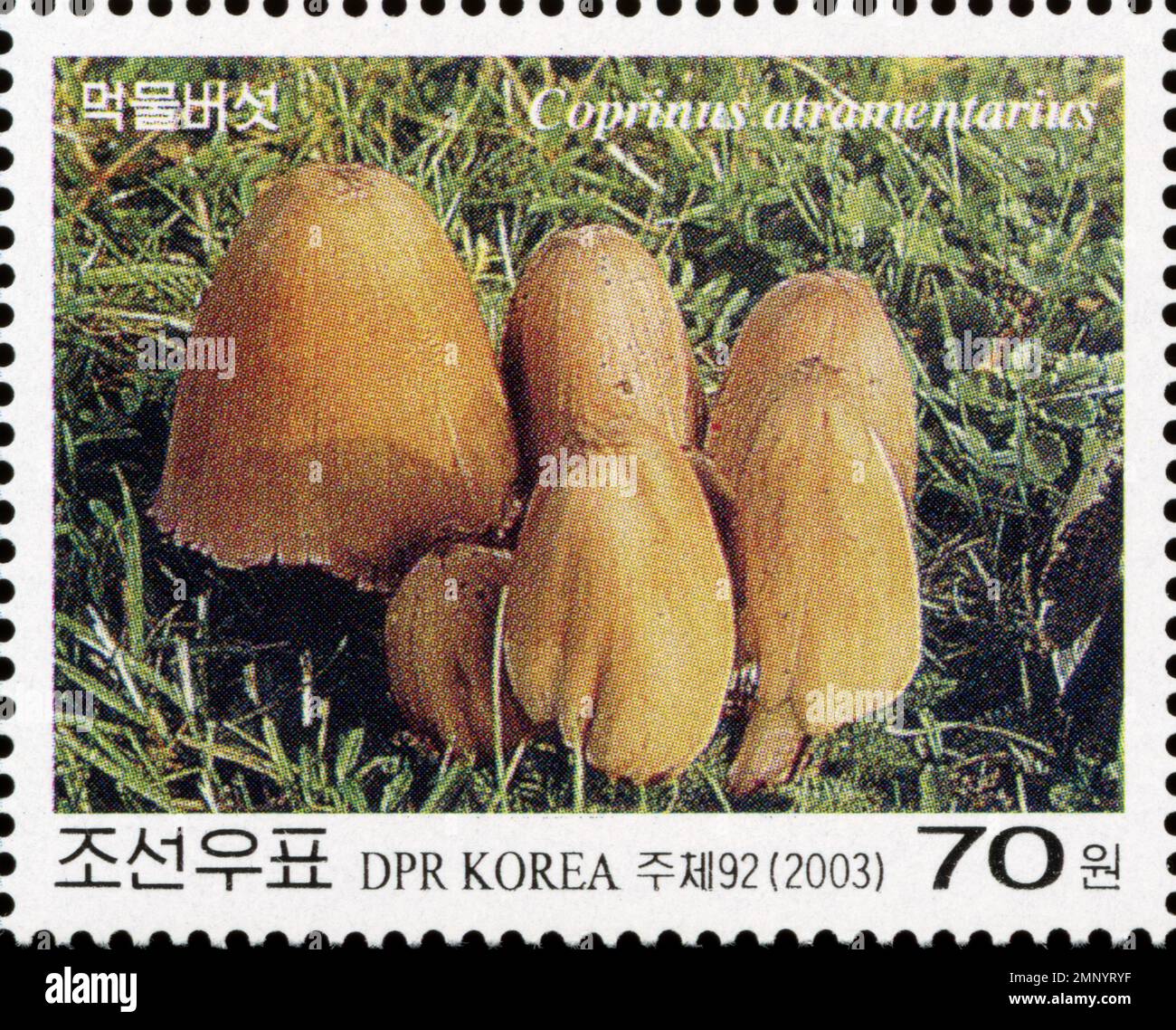 North Korean postage stamp from 2003 featuring Coprinus atramentarius ...