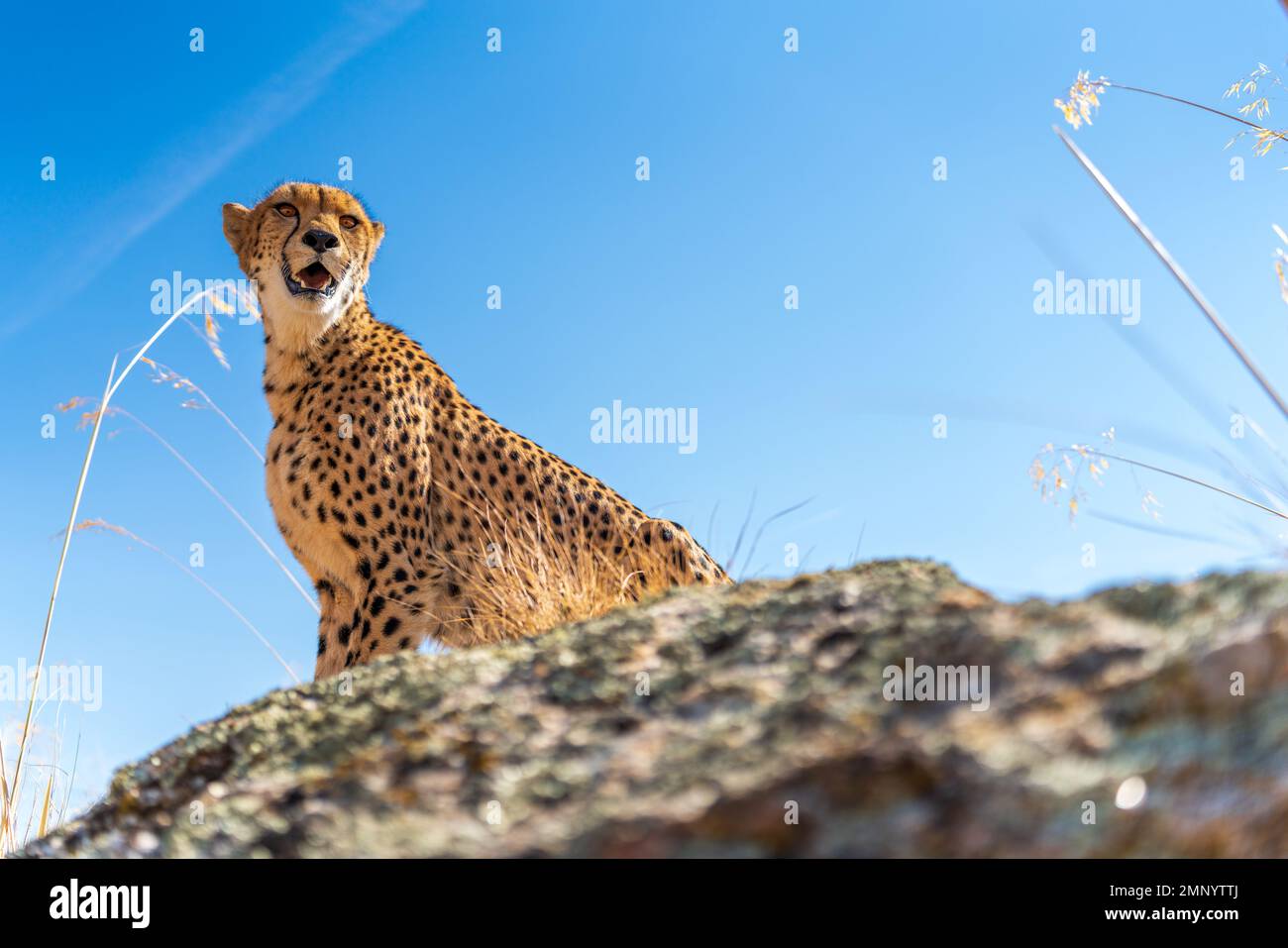 Cheetah menacingly over the rock looking down Stock Photo - Alamy
