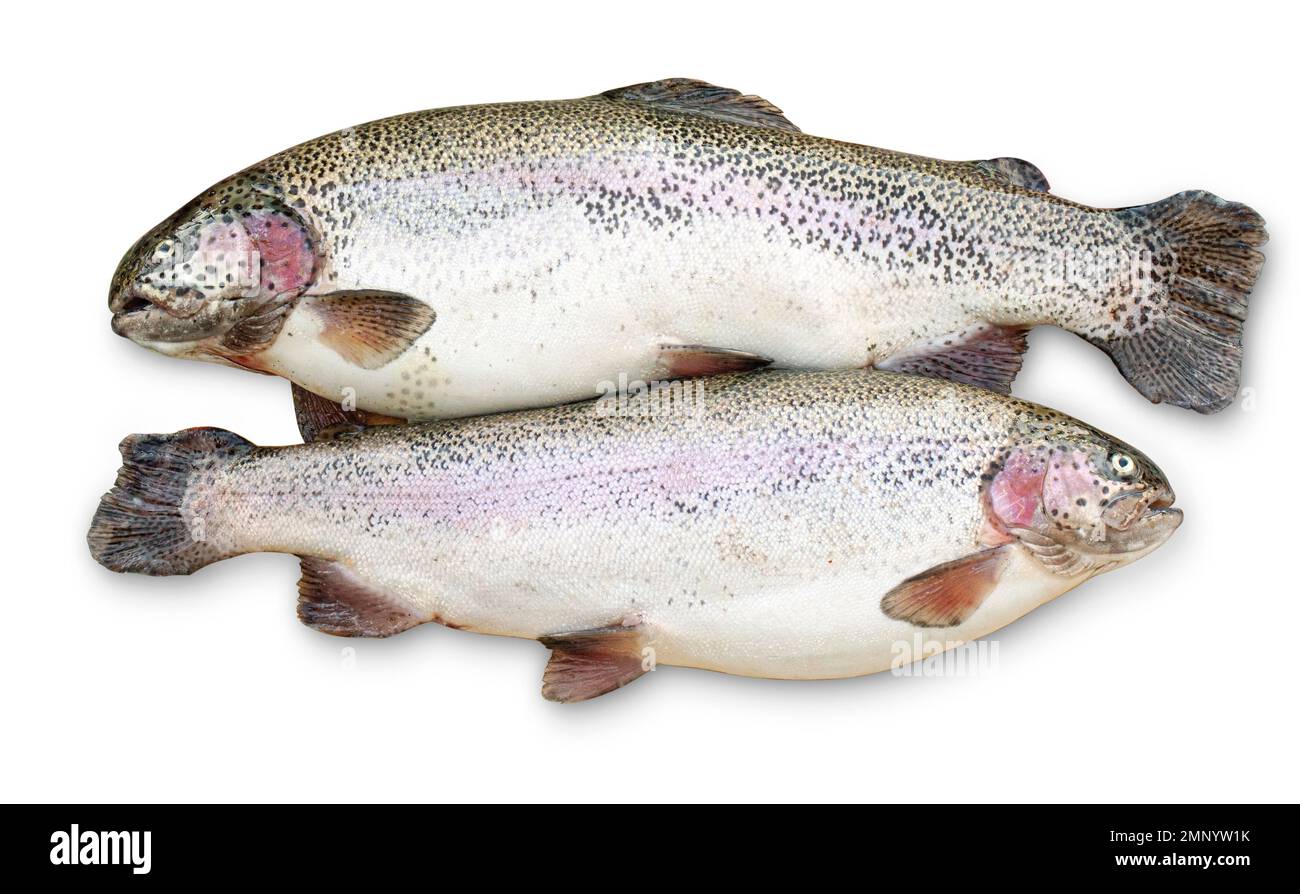 Two freshly caught trouts isolated on white background with clipping ...