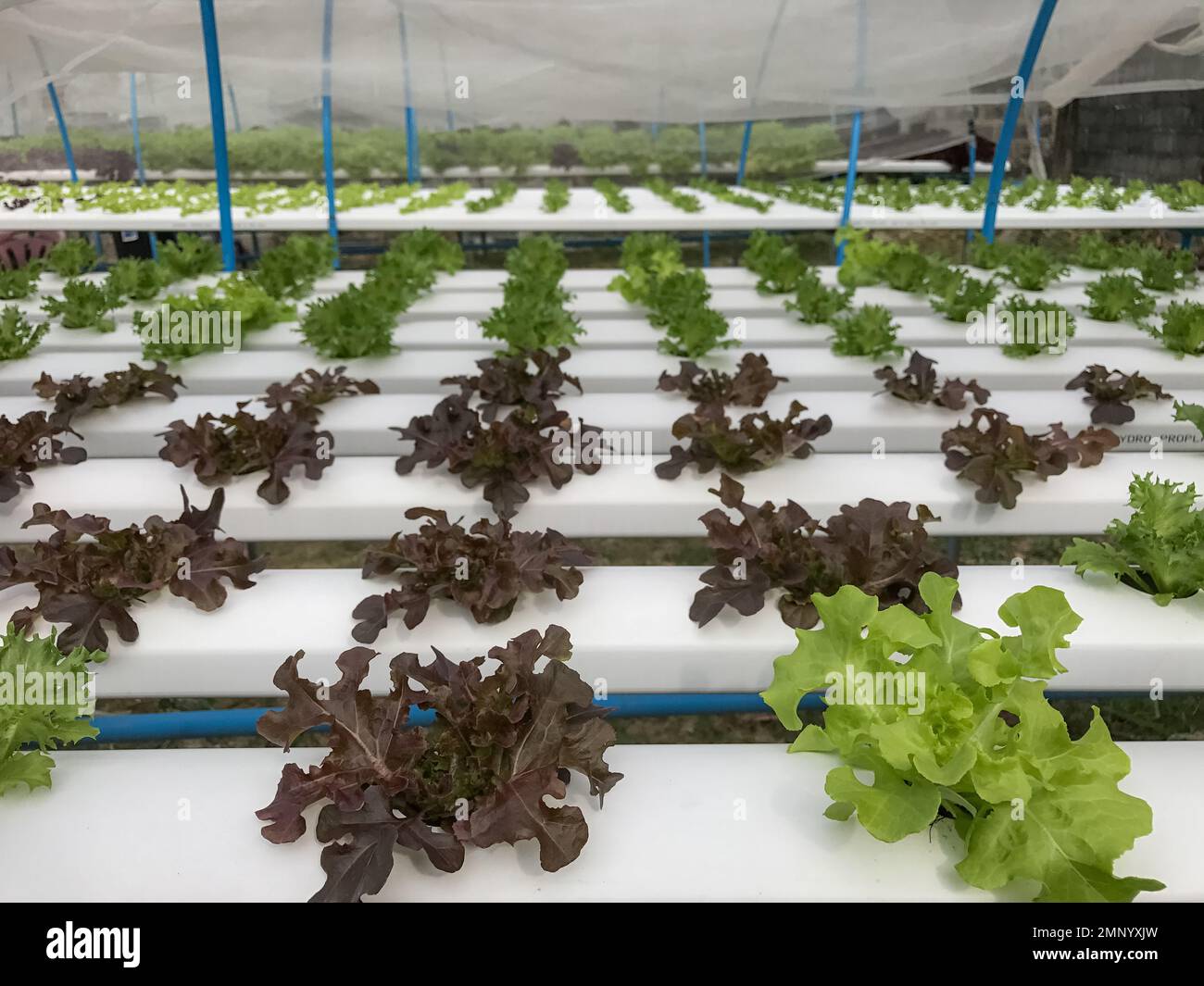 Hydroponics Organic vegetables Farms in Thailand Stock Photo - Alamy