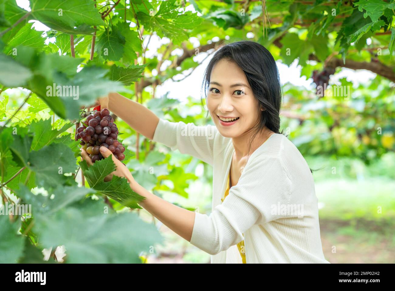 Young woman picking grapes in the orchard Stock Photo - Alamy