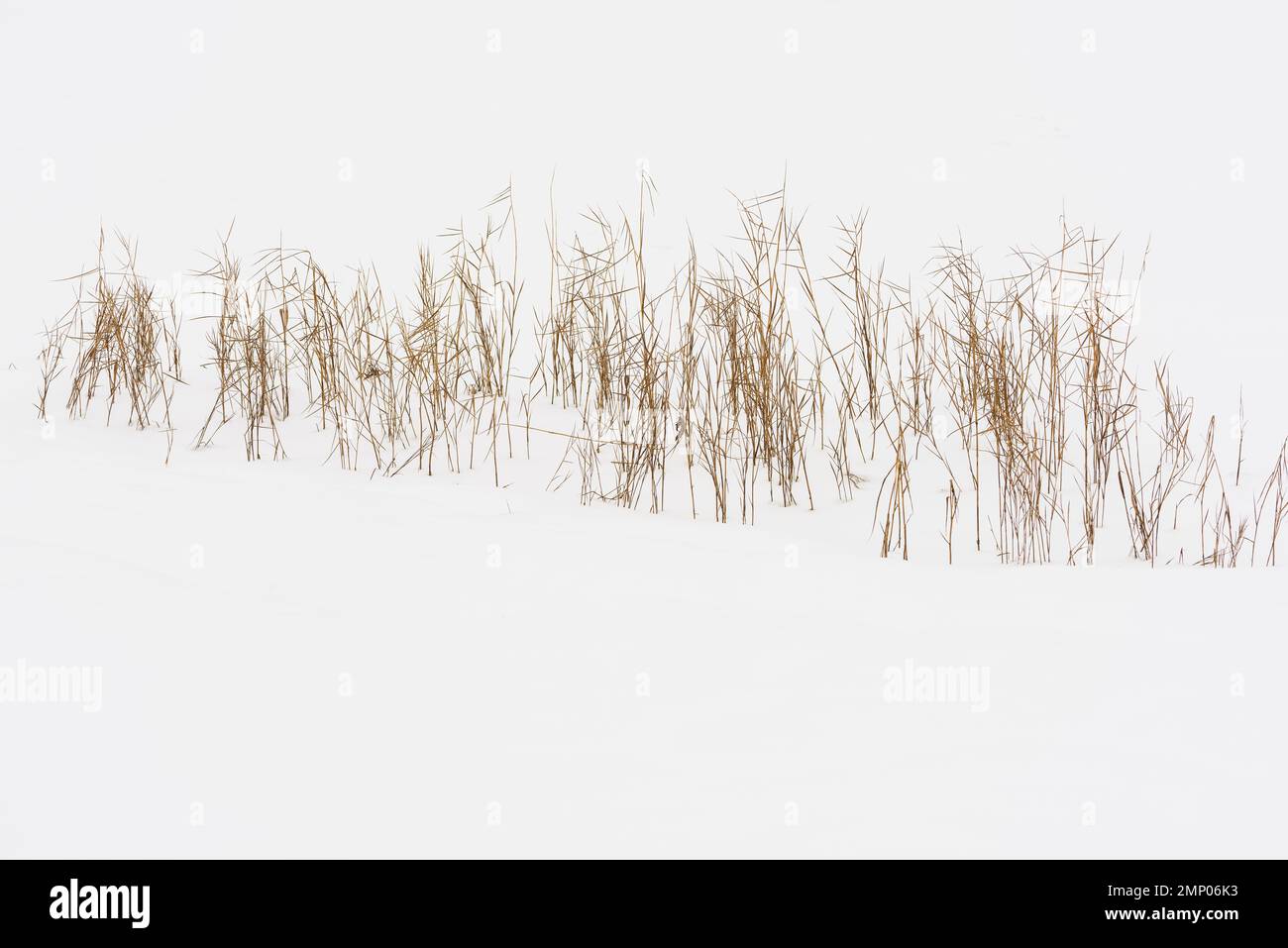 Graphical view of sedge plant drying on frozen lake. Winter minimal ...