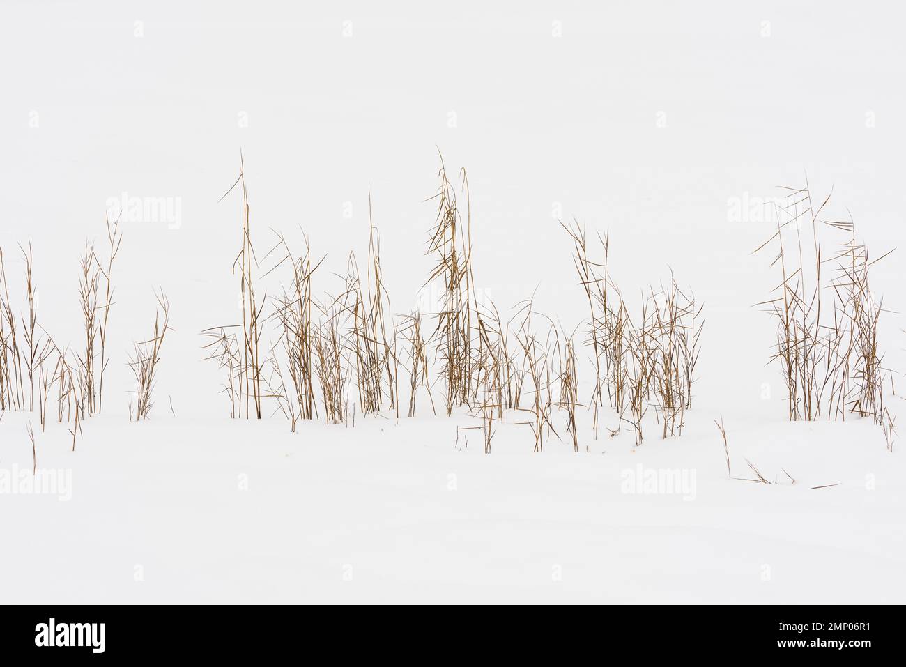 Graphical view of sedge plant drying on frozen lake. Winter minimal ...
