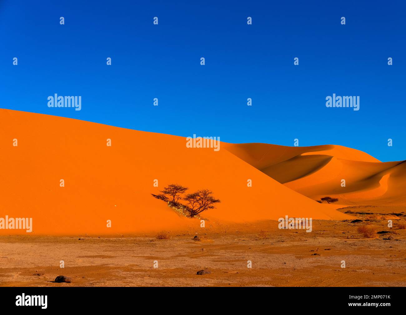 Trees on a sand dunes in the Sahara desert, Tassili N'Ajjer National ...