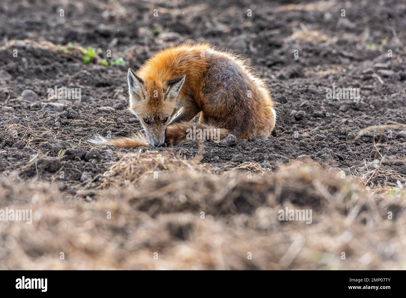 Fox mange hi-res stock photography and images - Alamy