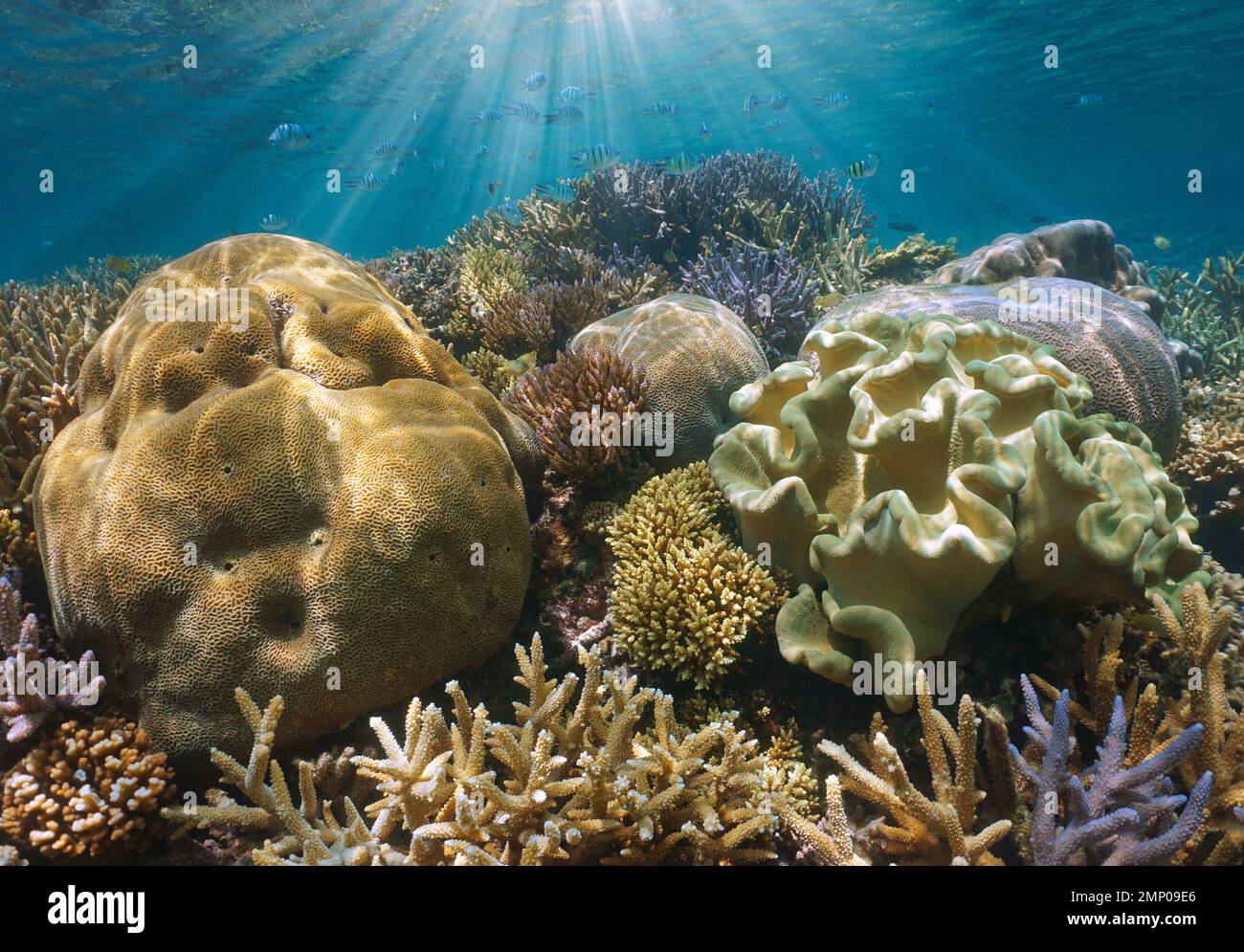 Healthy coral reef with sunlight underwater in the ocean, south Pacific ...