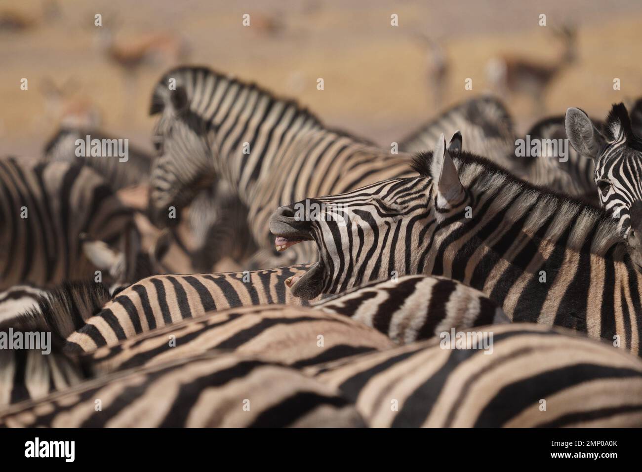 Zebra yawning hi-res stock photography and images - Alamy