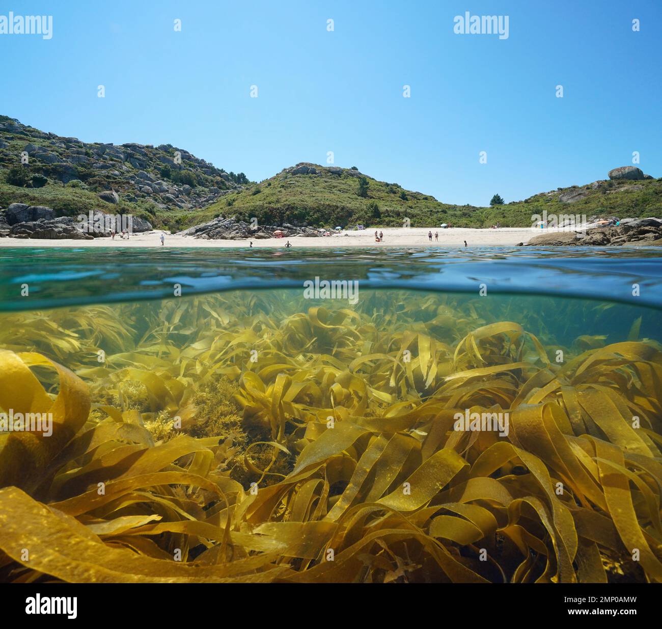 Kelp algae underwater and beach coastline in summer, split level view ...