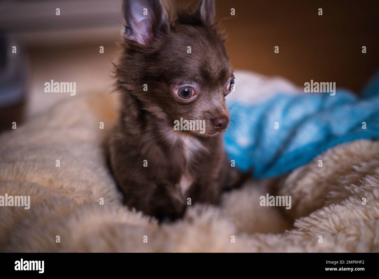 Lilac cute chiwawa puppy closeup photography Stock Photo - Alamy