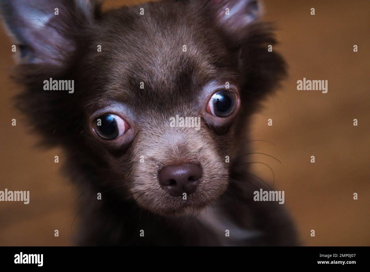 Lilac cute chiwawa puppy closeup photography Stock Photo - Alamy