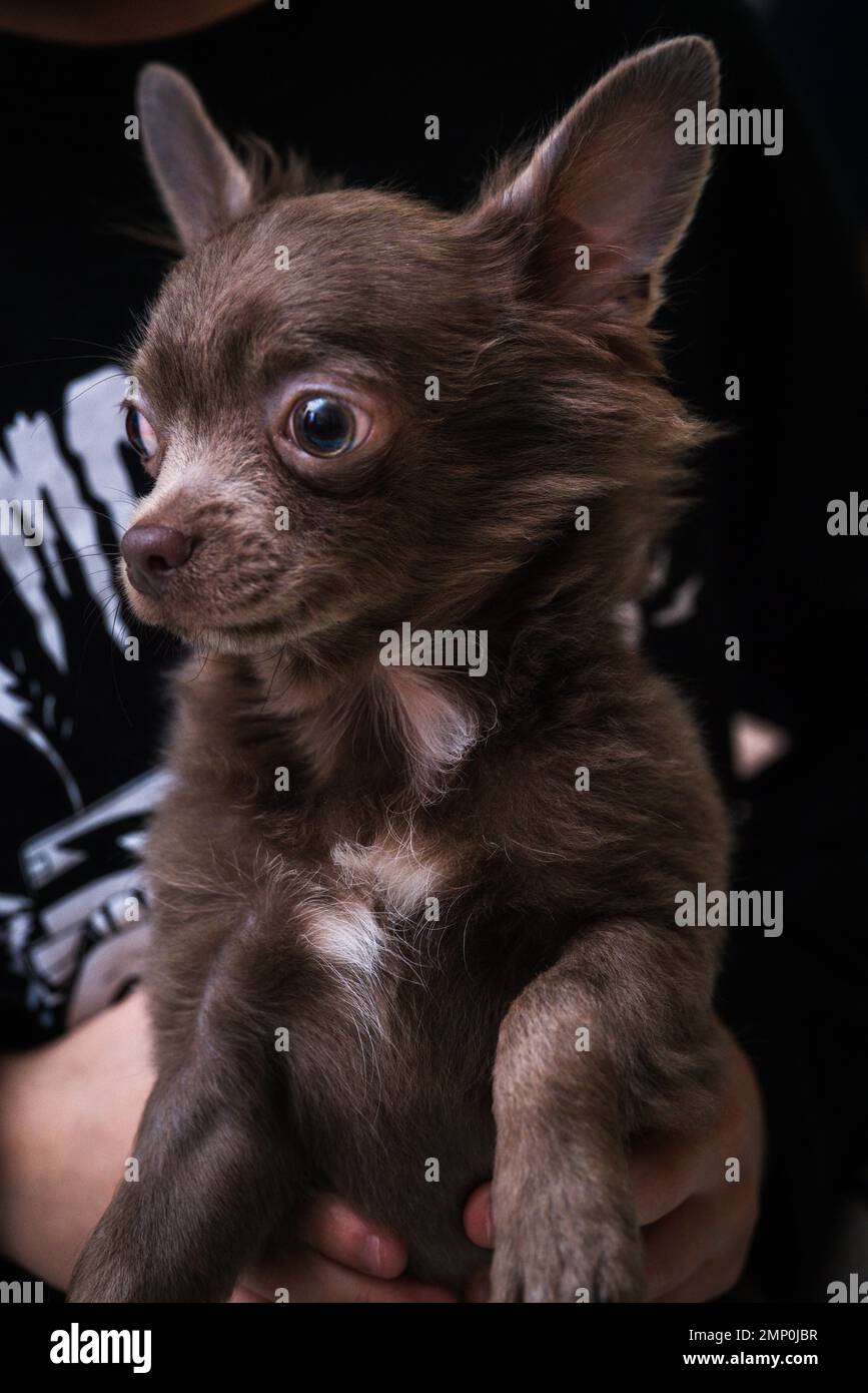 Lilac cute chiwawa puppy closeup photography Stock Photo - Alamy