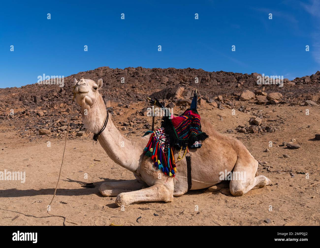 Camel with a saddle sit on the ground, North Africa, Tamanrasset ...