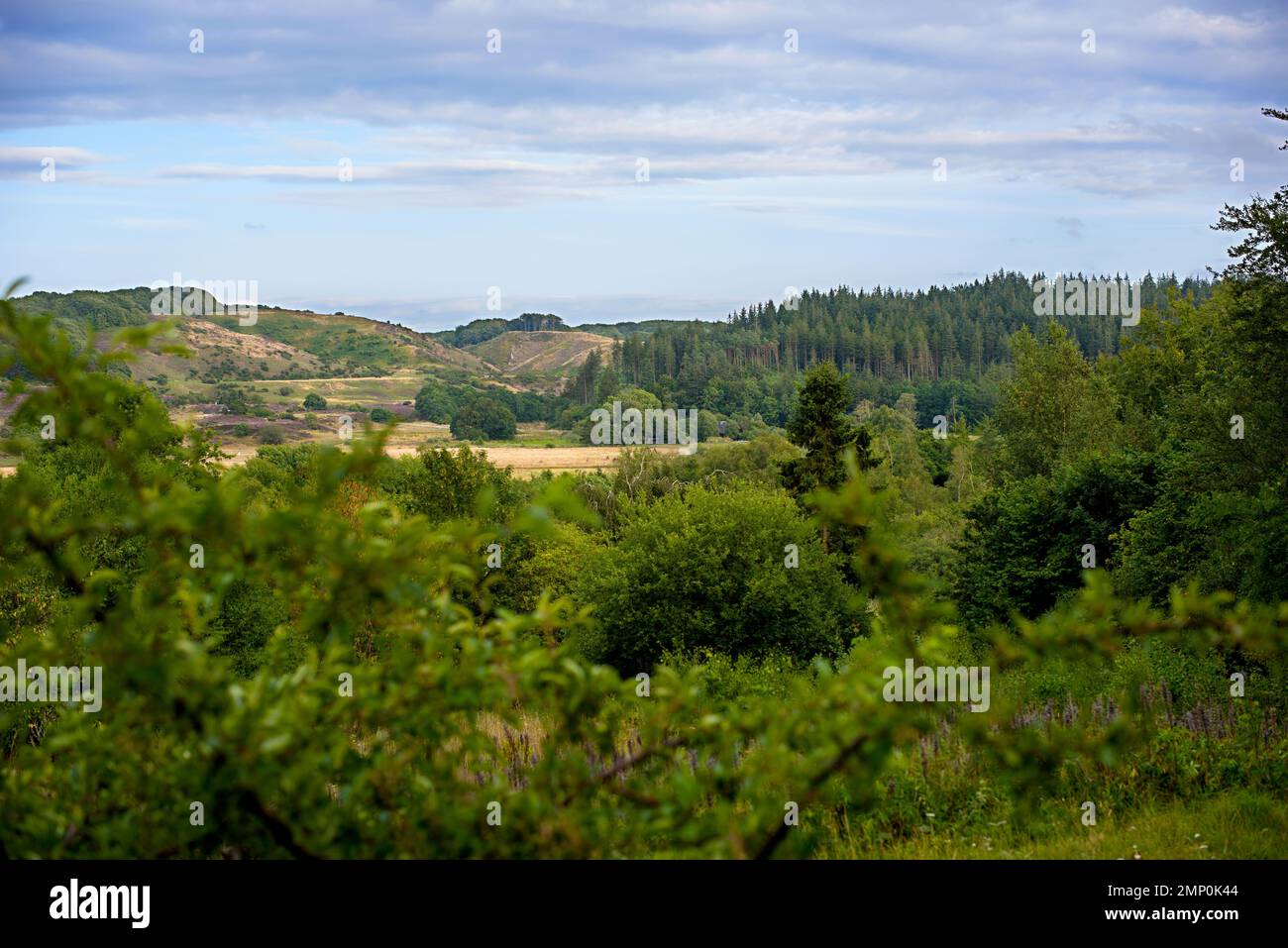 Beauty of nature. The beauty of nature - Rebild National Park, Jutland ...