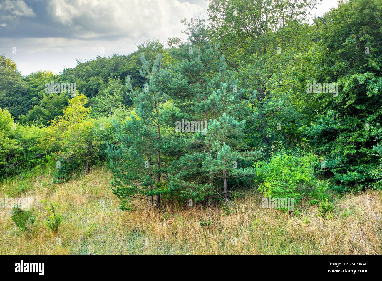 Beauty of nature. The beauty of nature - Rebild National Park, Jutland ...