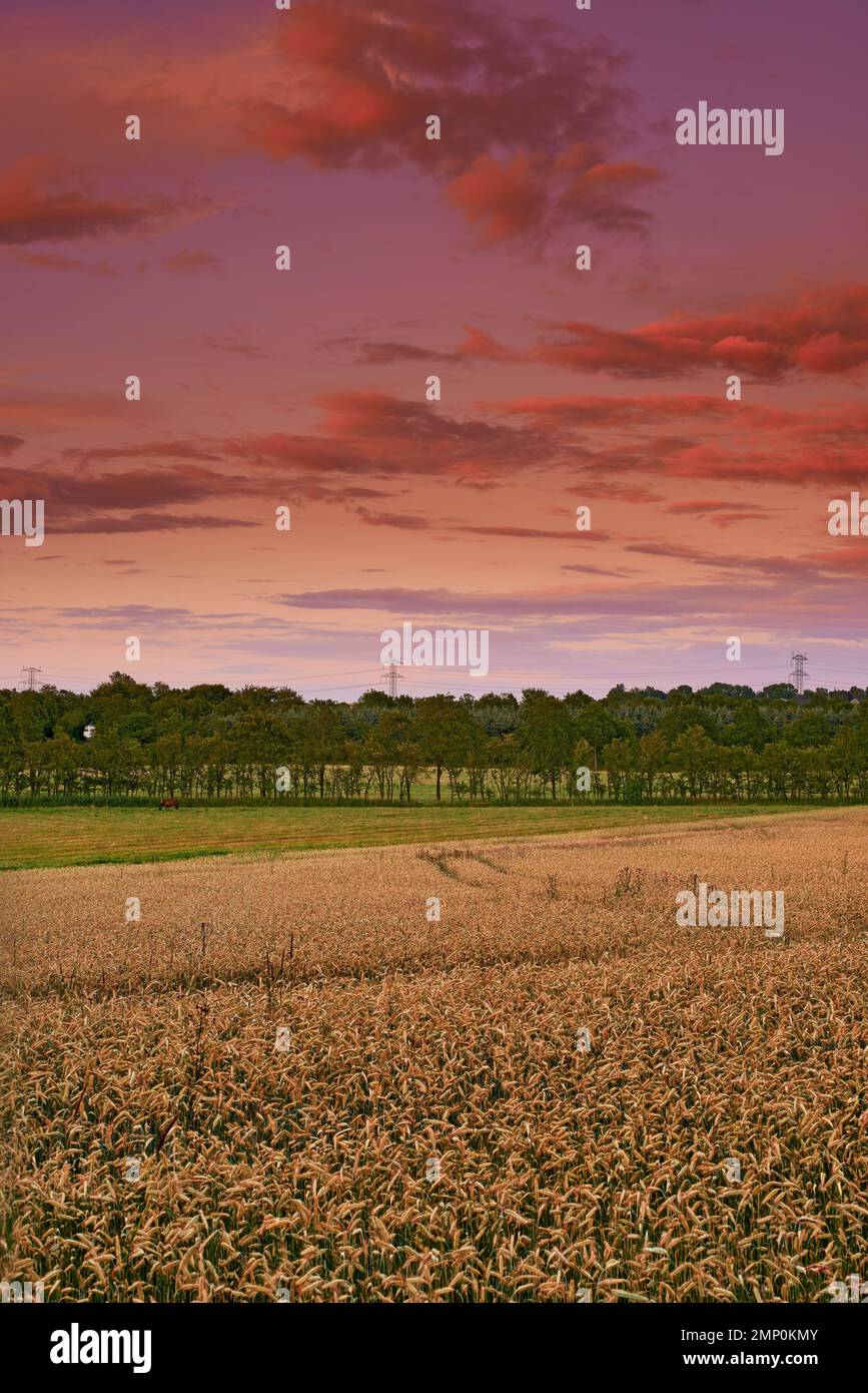 Harvest is soon to come. A series of photos of corn fields at sunset ...