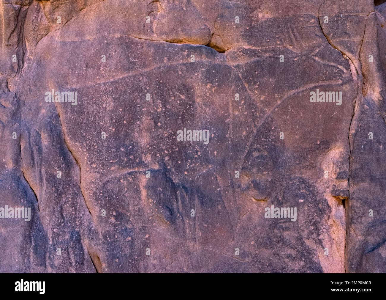 Rock carving depicting a cow, Tassili N'Ajjer National Park, Tadrart ...