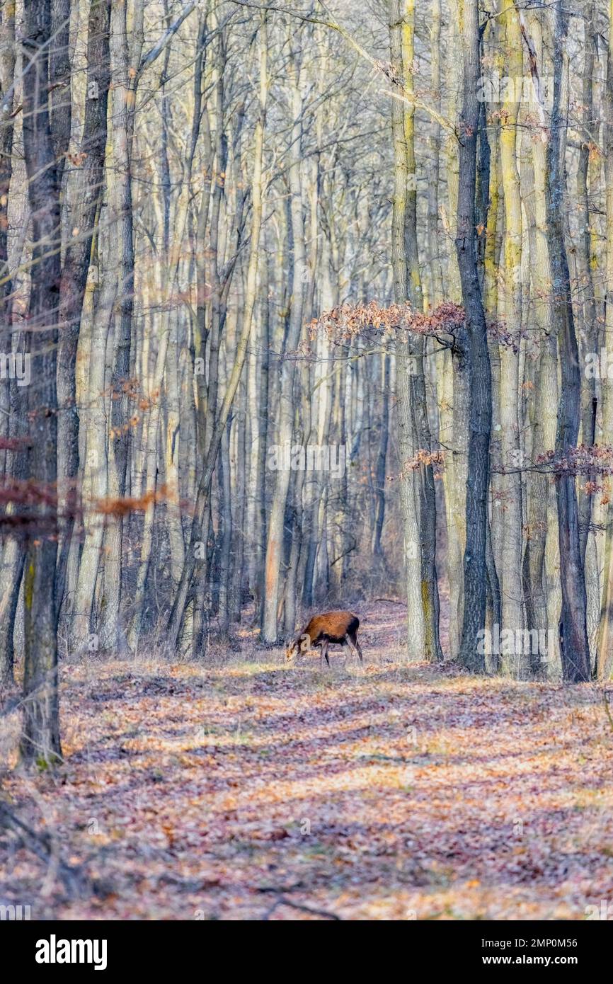 Deer in forest oak tree hi-res stock photography and images - Alamy
