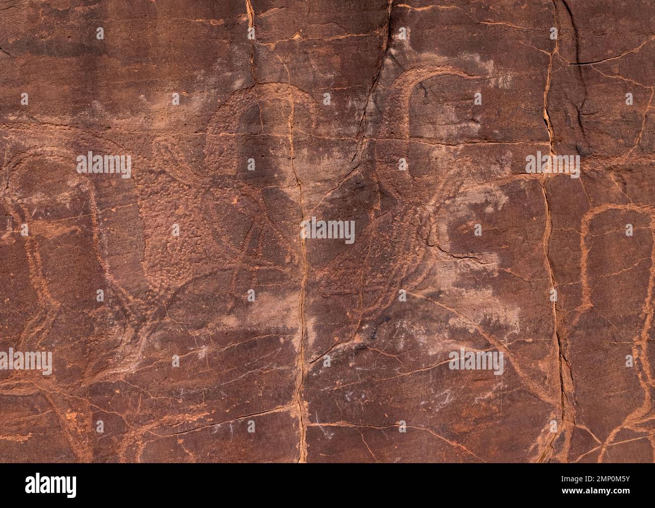 Rock carvings depicting cows, Tassili N'Ajjer National Park, Tadrart ...
