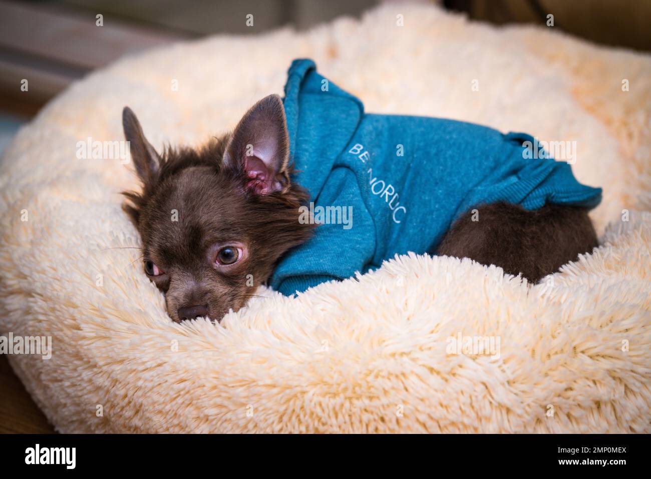 Lilac cute chiwawa puppy closeup photography Stock Photo - Alamy
