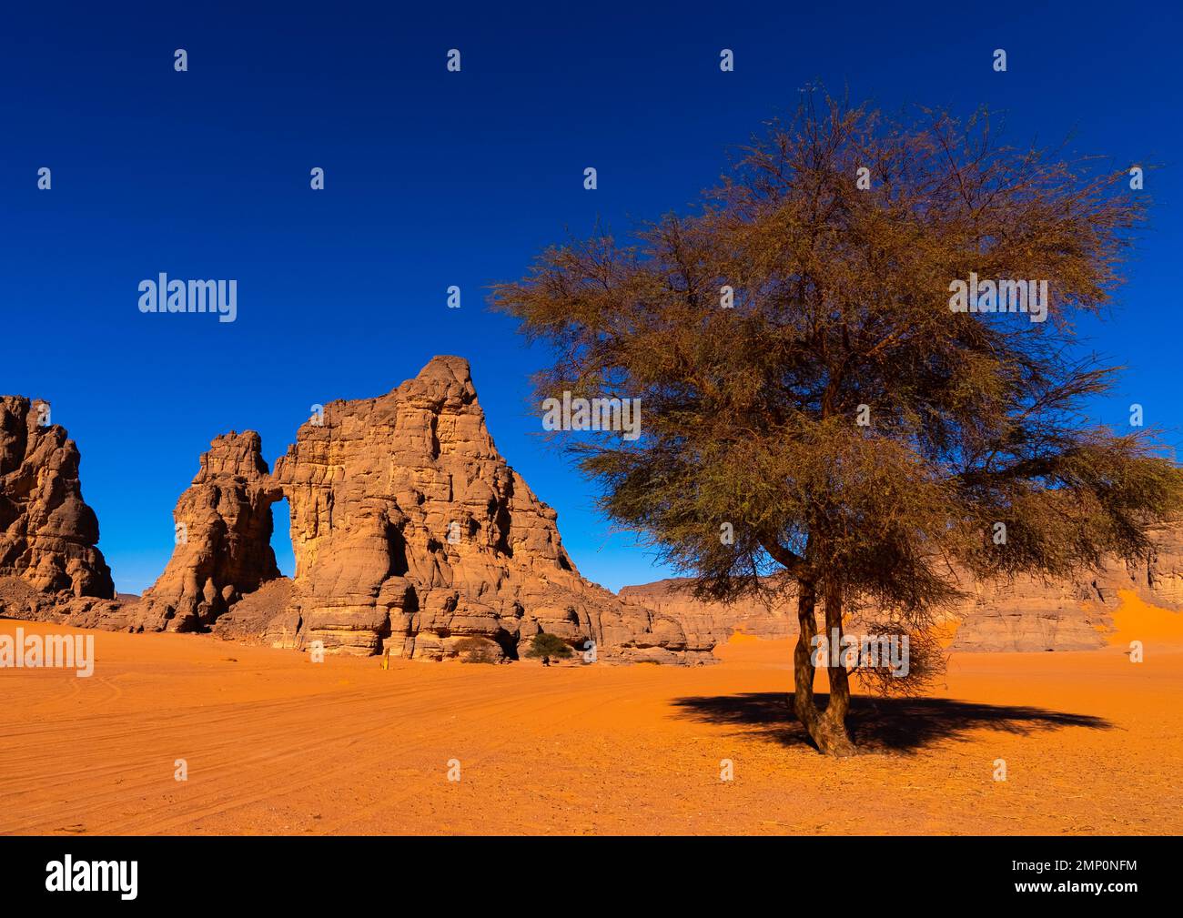 Rock formation and tree in the desert, Tassili N'Ajjer National Park ...