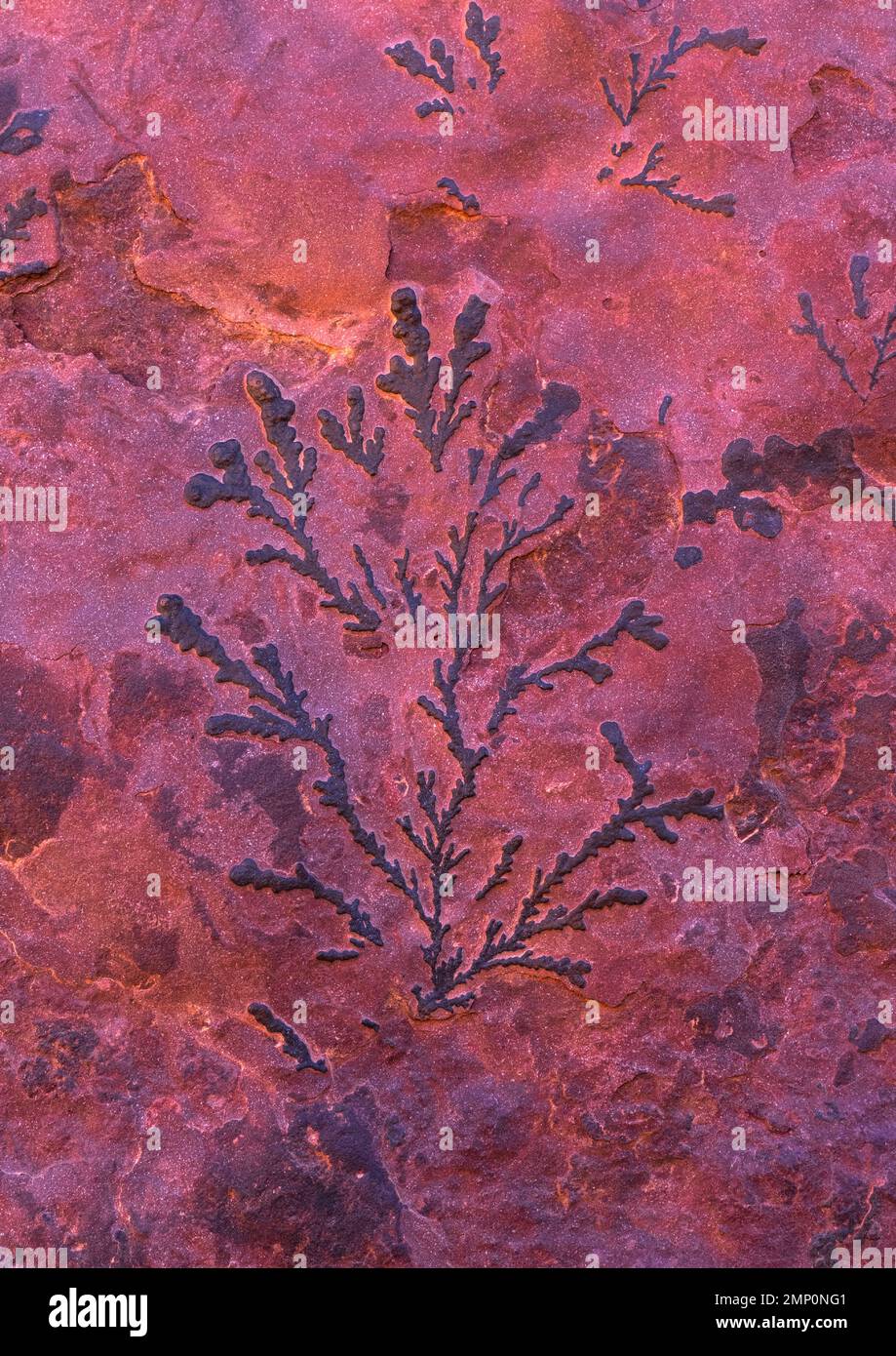 Ancient fossilized plant in a red rock, Tassili N'Ajjer National Park ...