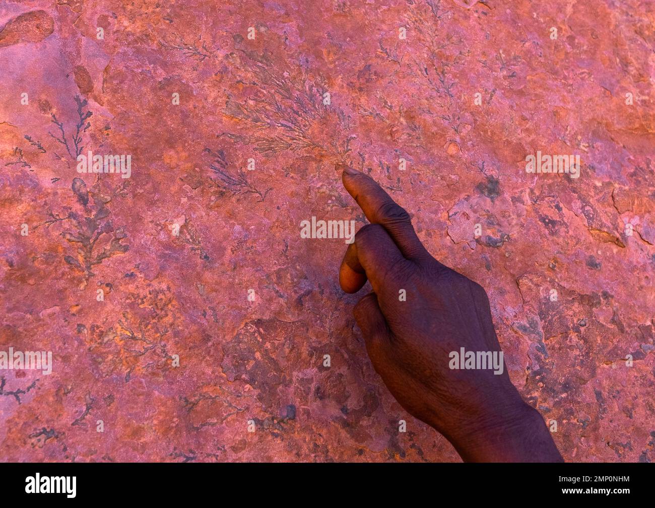 Man showing with finger a fossilized plant in a red rock, Tassili N ...