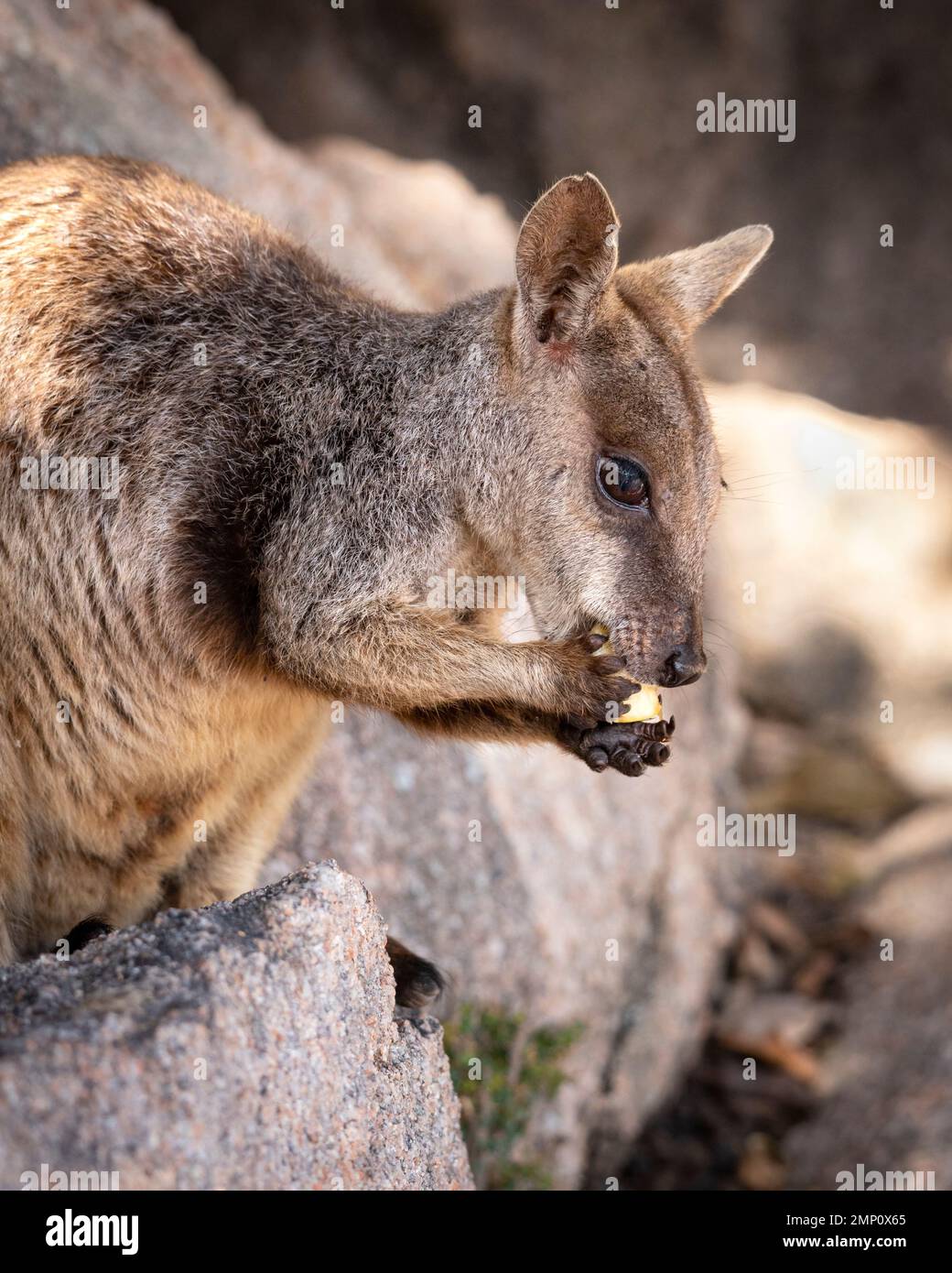 Little rock wallaby hi-res stock photography and images - Alamy