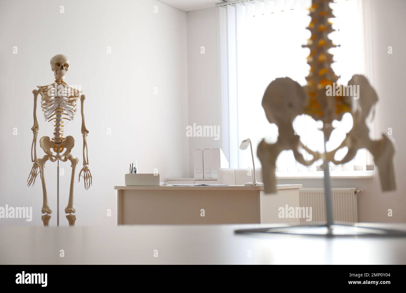 Human skeleton and spine models in orthopedist's office Stock Photo - Alamy