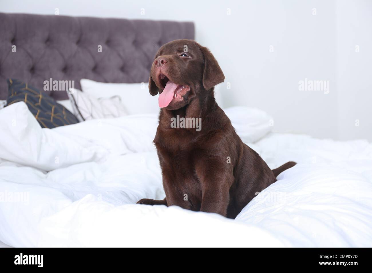 Cute Labrador retriever puppy on bed at home. Friendly dog Stock Photo ...
