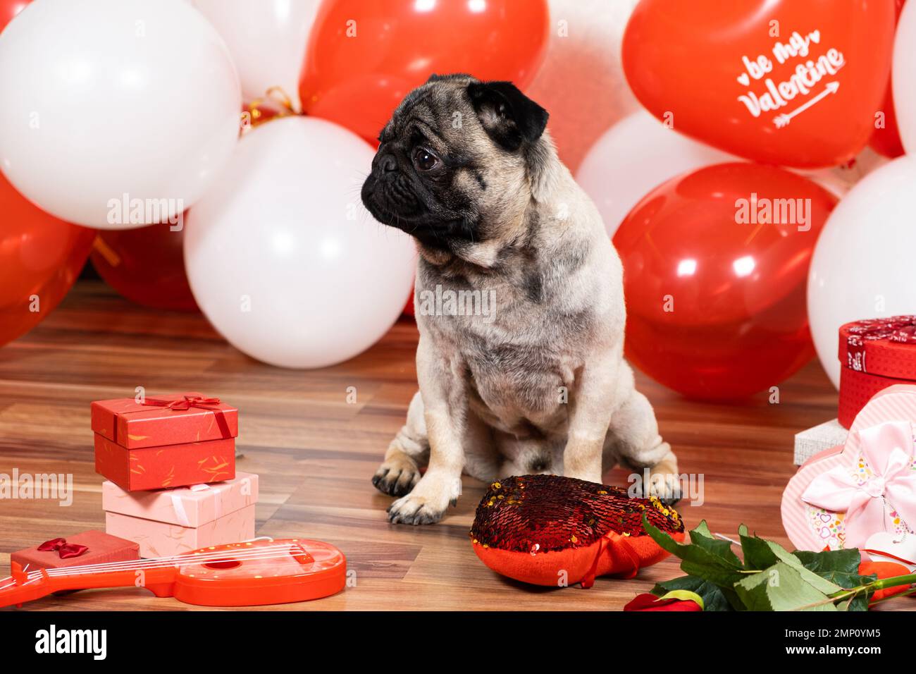 A cute pug celebrates Valentine's Day among balls and gift boxes. Pets ...