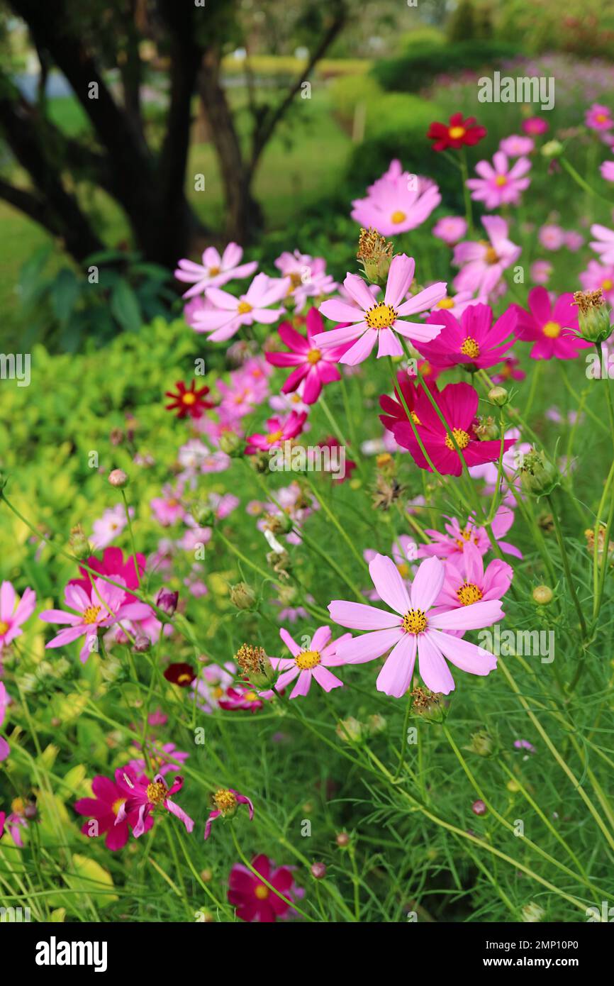Vibrant flowers in various shades of pink hi-res stock photography and ...