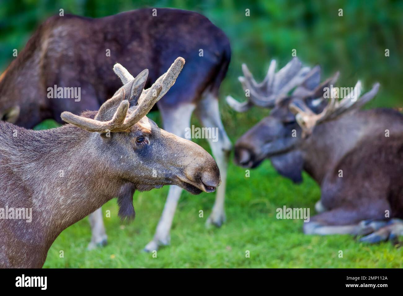 Sweden, in Smalandet, in the south, there are several moose enclosures ...