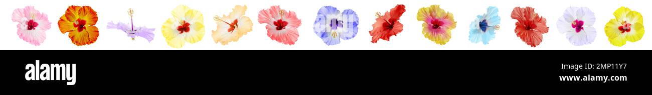 Set of beautiful tropical hibiscus flowers isolated on white. Banner ...