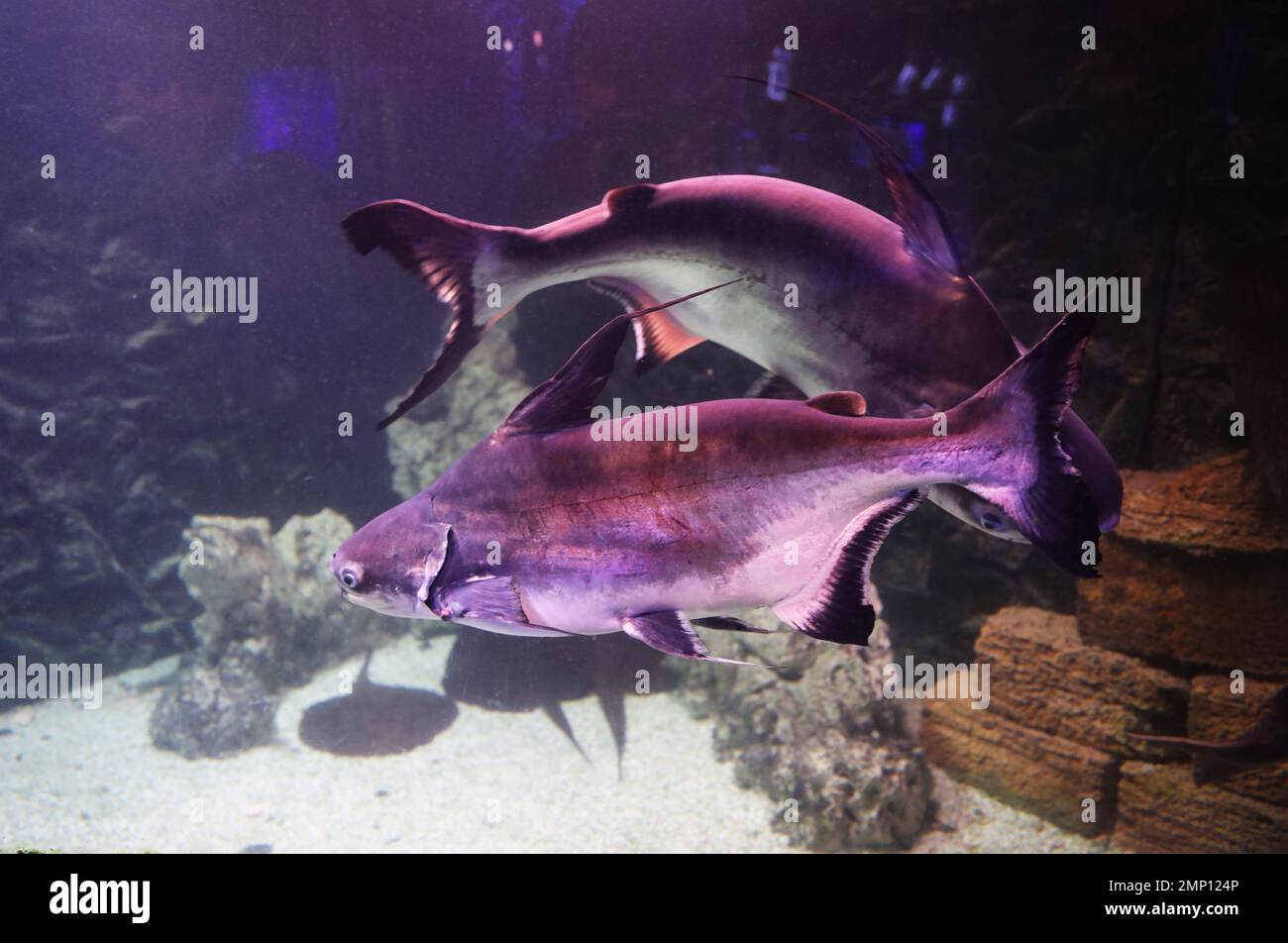 Gaff topsail catfish swimming in clear aquarium Stock Photo - Alamy