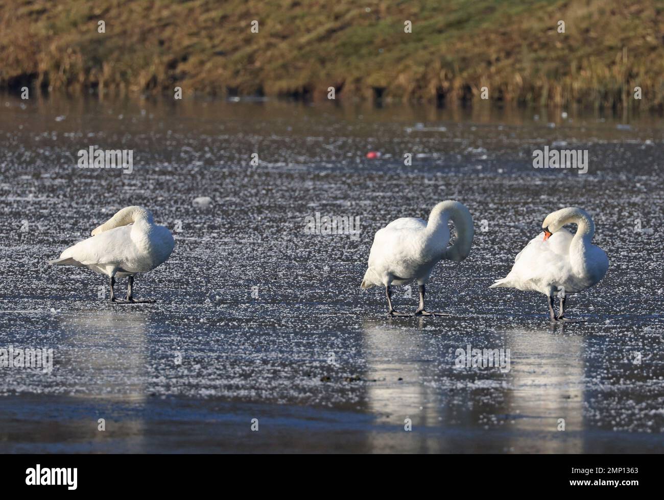 Swans preen themselves on the frozen rowing lake in Peterborough ...